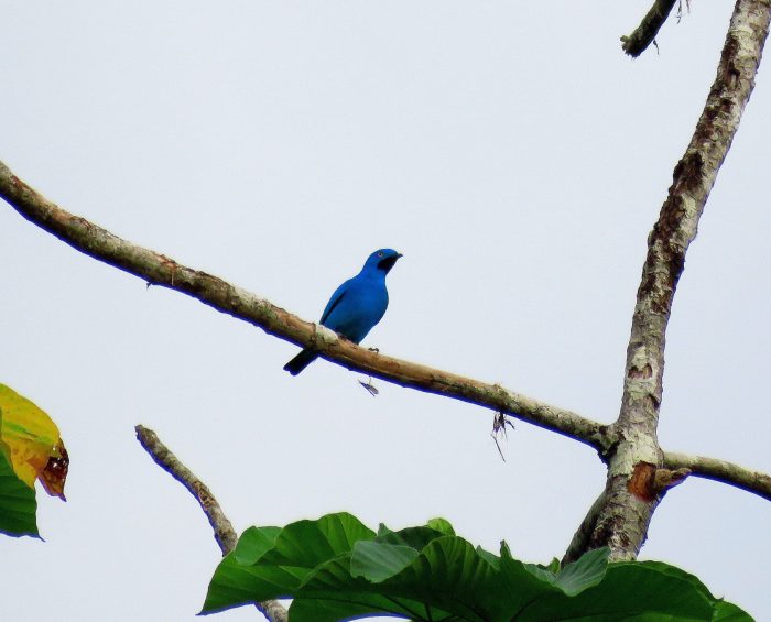 Amazon Birding: Plum-Throated Cotinga | Adventure.Travel